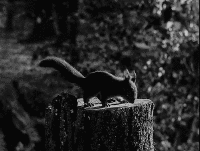 1950s GIFs - Get the best gif on GIFER