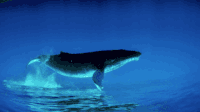 Whale GIFs - Get the best gif on GIFER