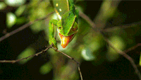 Chameleon GIFs - Get the best gif on GIFER