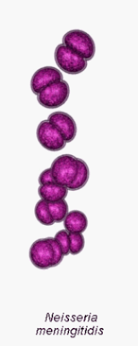 Microbiology GIFs - Get the best gif on GIFER