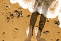 Pied GIFs - Get the best gif on GIFER