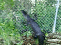 Alligator GIFs - Get the best gif on GIFER