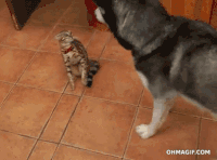 Friendly GIFs - Get the best gif on GIFER