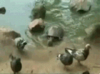 Ninja duck GIFs - Get the best gif on GIFER