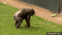 Chimpanzees GIFs - Get the best gif on GIFER