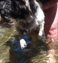 Mop GIFs - Get the best gif on GIFER