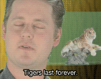 Tigers GIFs - Get the best gif on GIFER