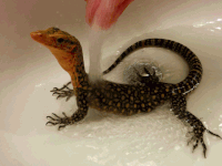 Reptiles GIFs - Get the best gif on GIFER