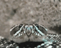 Serpiente GIFs - Get the best gif on GIFER