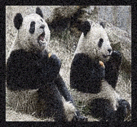 Panda GIF - Conseguir o melhor gif em GIFER