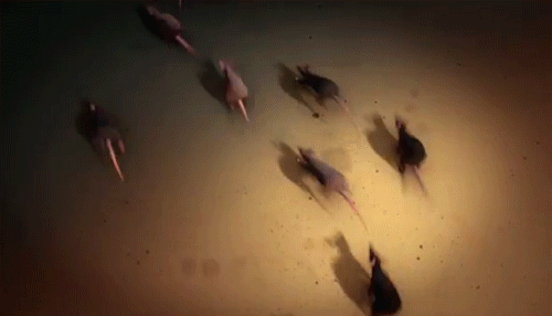 Sewer rat GIF - Conseguir el mejor gif en GIFER