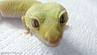 Geckos GIFs - Get the best gif on GIFER
