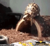 Doh GIFs - Get the best gif on GIFER