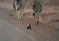 Zebras GIFs - Get the best gif on GIFER