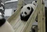 Sliding panda GIFs - Get the best gif on GIFER