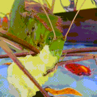 Katydids GIFs - Get the best gif on GIFER