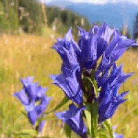 Computational GIFs - Get the best gif on GIFER