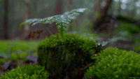 Forest GIFs - Get the best gif on GIFER