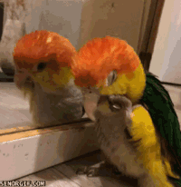 Itch GIFs - Get the best gif on GIFER