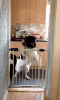 Halp GIFs - Get the best gif on GIFER