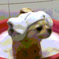 Spas GIFs - Get the best gif on GIFER