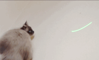 Ragdoll cat GIF - Conseguir o melhor gif em GIFER
