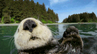 Float GIFs - Get the best gif on GIFER