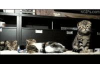 Purrfect GIFs - Get the best gif on GIFER