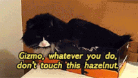Hazelnut GIFs - Get the best gif on GIFER