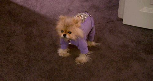 Giggy GIFs - Get the best gif on GIFER