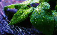 Mint GIFs - Get the best gif on GIFER