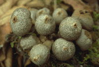 Fungi GIFs - Get the best gif on GIFER