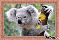 Coala GIFs - Get the best gif on GIFER