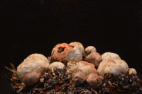 Fungus GIFs - Get the best gif on GIFER