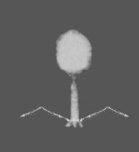 Microbiology GIFs - Get the best gif on GIFER