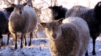 Wool GIFs - Get the best gif on GIFER