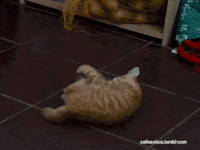 Scamper GIFs - Get the best gif on GIFER