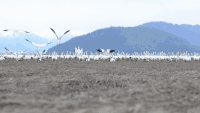 Migration GIFs - Get the best gif on GIFER
