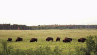 Bison GIFs - Get the best gif on GIFER