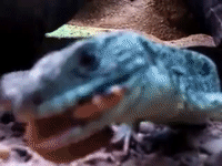 Lizard GIFs - Get the best gif on GIFER
