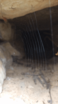 Spiderweb GIFs - Get the best gif on GIFER