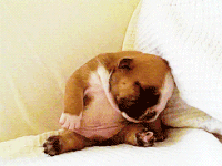 Thud GIFs - Get the best gif on GIFER