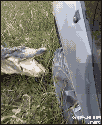 dog eat car