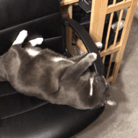 Activates GIFs - Get the best gif on GIFER