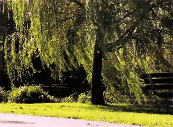 Flying willow GIFs - Get the best gif on GIFER