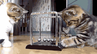 Intelligent GIFs - Get the best gif on GIFER