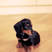 Teckel GIFs - Get the best gif on GIFER