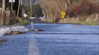 Salmon GIFs - Get the best gif on GIFER