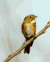 Ave GIFs - Get the best gif on GIFER