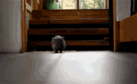 Wombat GIFs - Get the best gif on GIFER